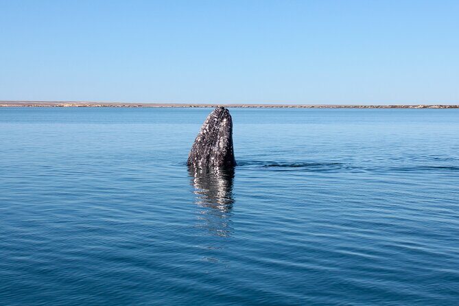 Gray Whale Watching Tour with Marine Biologist and Small Group - Final Thoughts