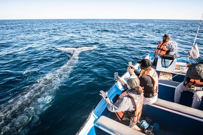 Gray Whale Watching Tour with Marine Biologist and Small Group - FAQ