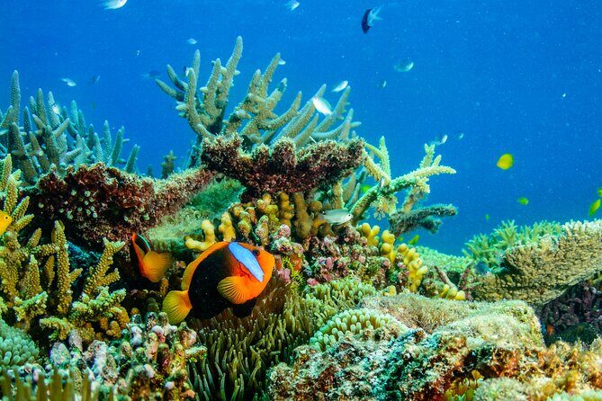 Great Barrier Reef and MOUA Snorkeling Day Tour from Townsville - The Price and Its Value