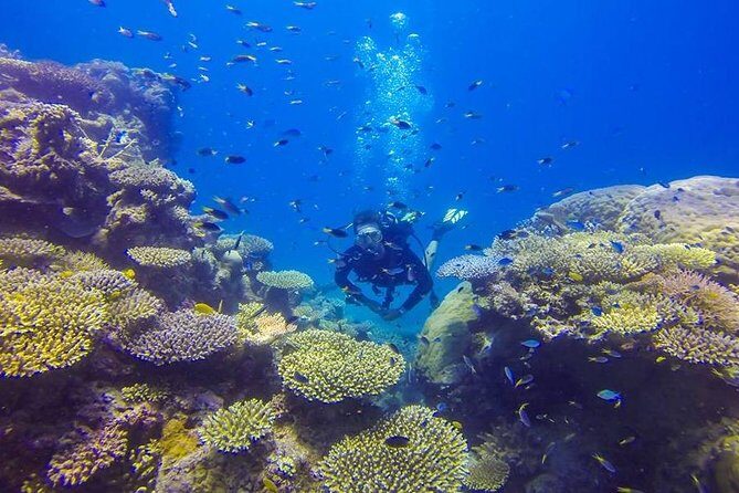 Great Barrier Reef Cruise from Townsville or Magnetic Island - Authentic Insights from Real Travelers