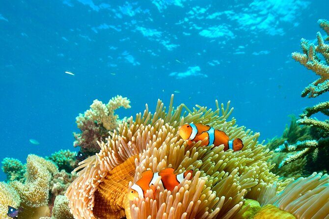 Great Barrier Reef Indulgence Package from Cairns - Price & Value: Is It Worth It?
