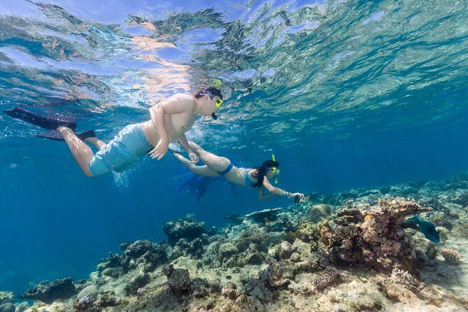 Great Barrier Reef Snorkeling and Diving Cruise from Cairns - Authentic Testimonials and Perspectives