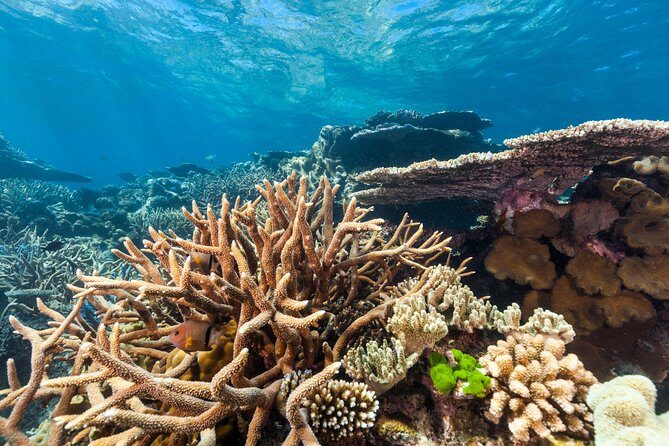 Great Barrier Reef Snorkeling and Diving Cruise from Cairns - Who Will Love This Tour?