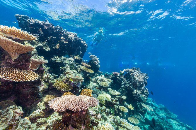 Great Barrier Reef Snorkeling and Diving Cruise from Cairns - FAQ: Your Questions Answered