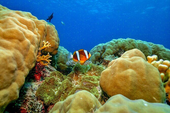 Great Barrier Reef with Cultural Guides-Dreamtime Dive & Snorkel - Final Thoughts