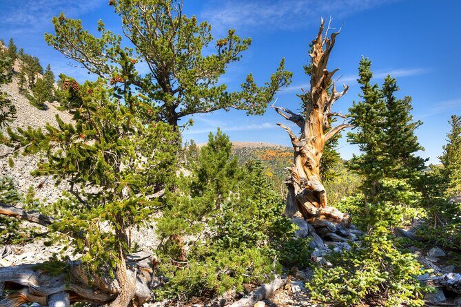 Great Basin National Park Self-Guided Audio Tour - FAQs