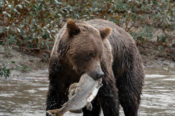 Great Bears of Bute: Grizzly Bear Viewing & Indigenous Cultural Tour - Who Should Book This Tour?