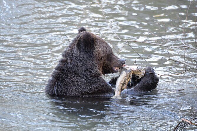 Great Bears of Bute: Grizzly Bear Viewing & Indigenous Cultural Tour - Final Thoughts