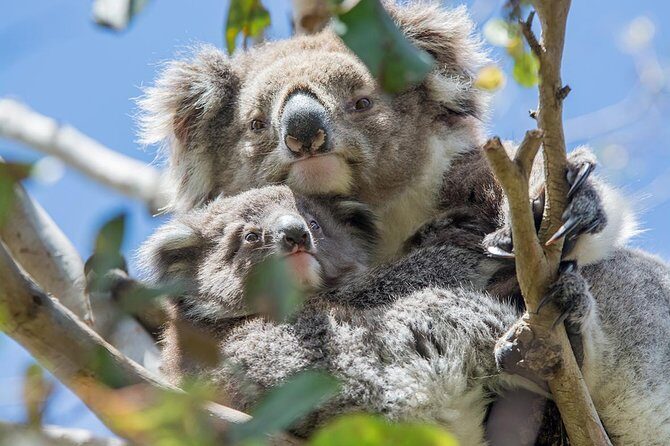 Great Ocean Road, 12 Apostles, Rainforest & Morning Tea-Melbourne - The Itinerary in Detail