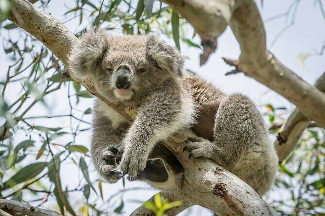 Great Ocean Road and 12 Apostles Tour - The Practicalities