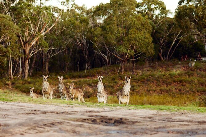 Great Ocean Road and 12 Apostles Tour - Authentic Reviews and Insights