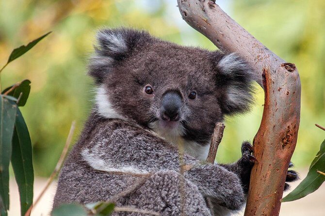 Great Ocean Road and Wildlife Tour for Backpackers aged 18-35 - Key Points