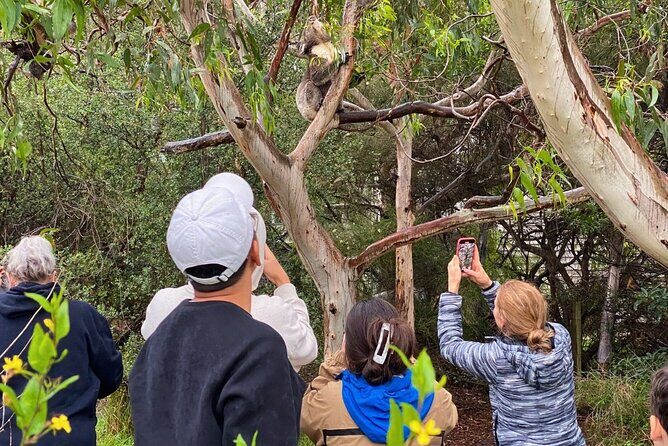 Great Ocean Road Full-Day Sunset Eco Tour from Melbourne - FAQs