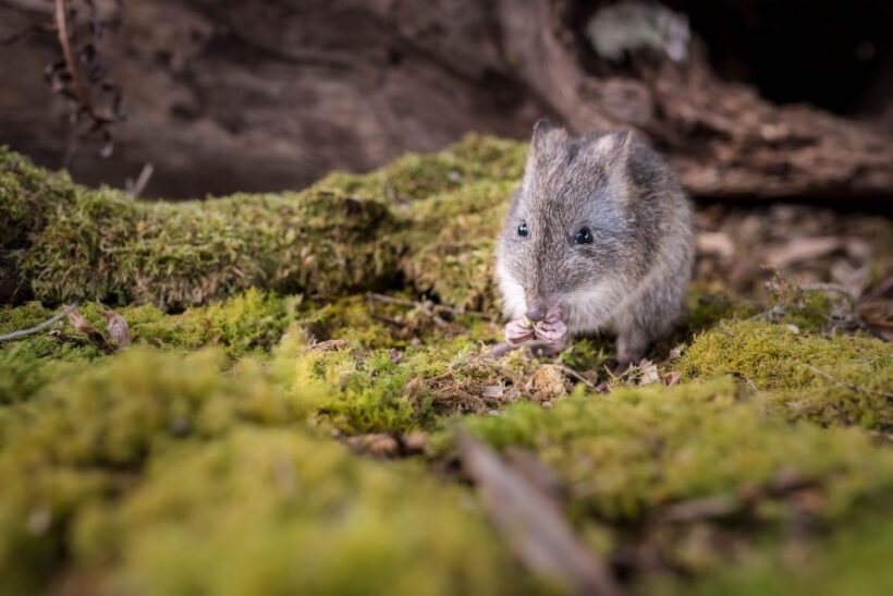 Great Ocean Road: Guided Wildlife Walk that Supports Nature - Detailed Breakdown of the Experience