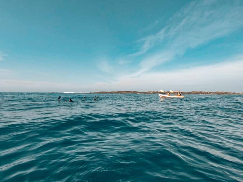 Great Ocean Road: Kayaking with Seals Tour - Key Points