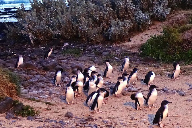 Great Ocean Road One Day Guided Small Group Tour - FAQs
