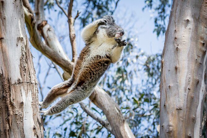 Great Ocean Road Private Group Tour in Melbourne - An In-Depth Look at the Itinerary