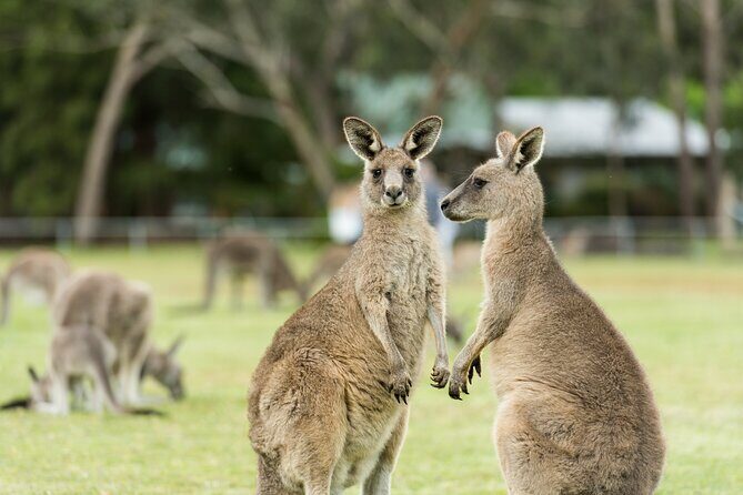 Great Ocean Road to Grampians 2 Day 1 Night Tour from Melbourne to Adelaide - FAQ