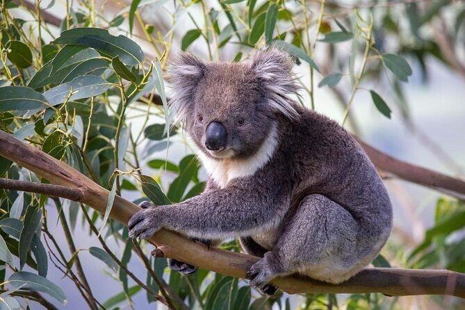 Great Ocean Road Tour Premium Coach In A Relaxed Way 8:10AM Start - Final Thoughts: Is This Tour Right for You?