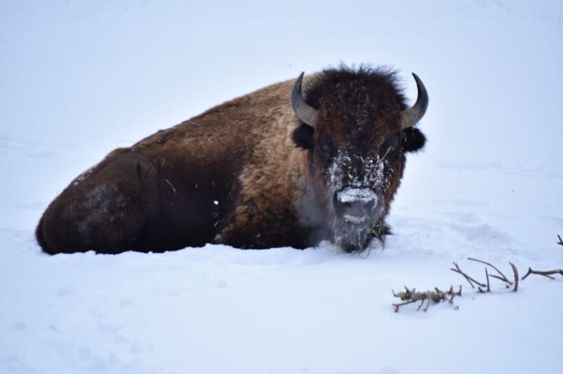 Great Plains Zoo - What Is the Great Plains Zoo?