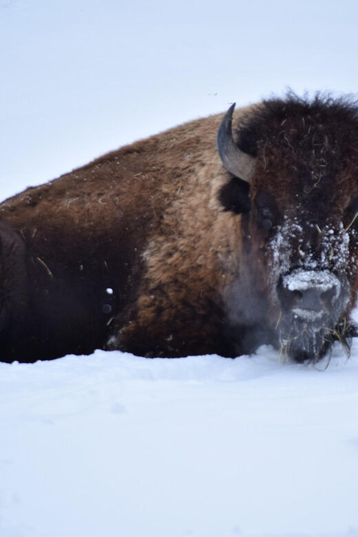 Great Plains Zoo - What to Expect During Your Visit