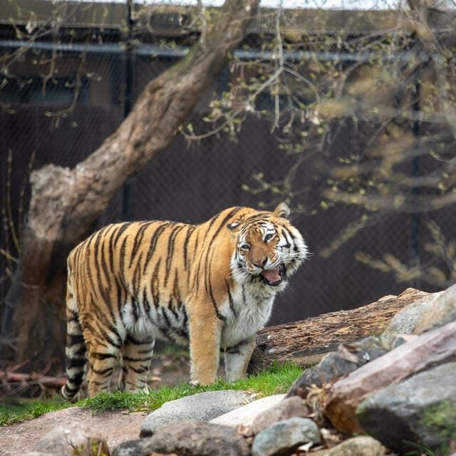 Great Plains Zoo - Visitor Experience and Feedback