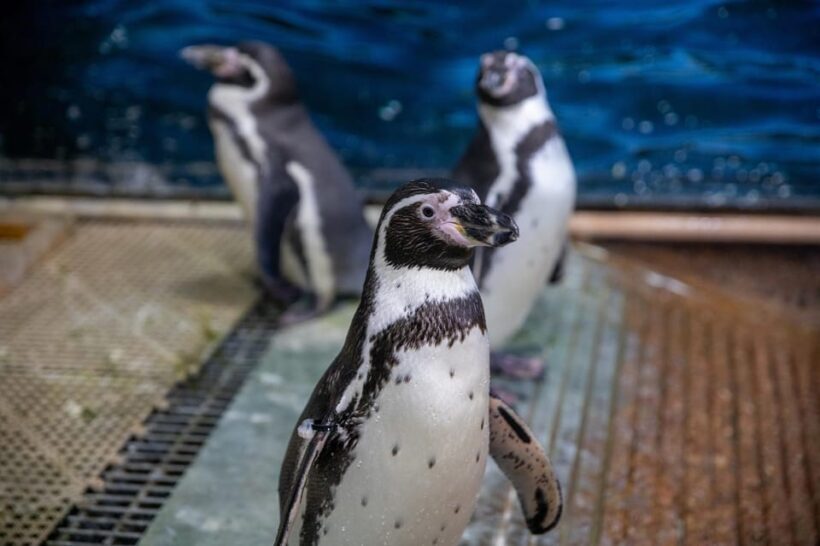 Great Plains Zoo - Practical Tips for Visiting