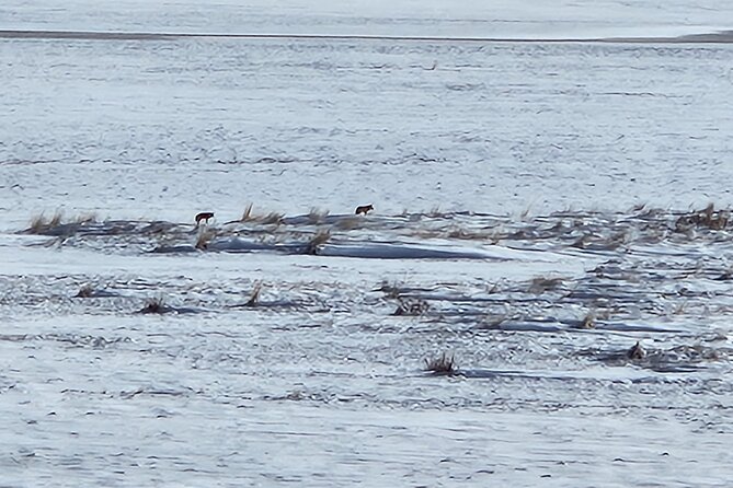 Great Salt Lake and Antelope Island Day Tour - Guest Experiences and Feedback
