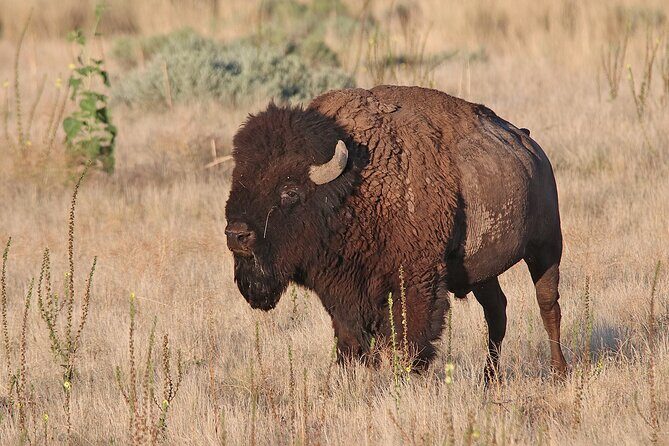 Great Salt Lake Birding and Nature Adventure - A Closer Look at the Great Salt Lake Birding and Nature Adventure