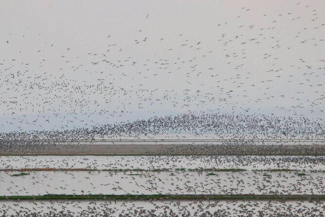 Great Salt Lake Birding and Nature Adventure - FAQ