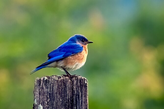 Great Smoky Mountains National Park Self-Guided Driving Tour - FAQ: Your Questions Answered