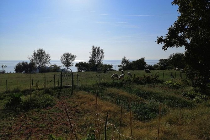 Great Tour of Coastal Monasteries in Budva - Walking on the Path of History! - Customized Tour Experience: Personalized Engagement With the Local Guide