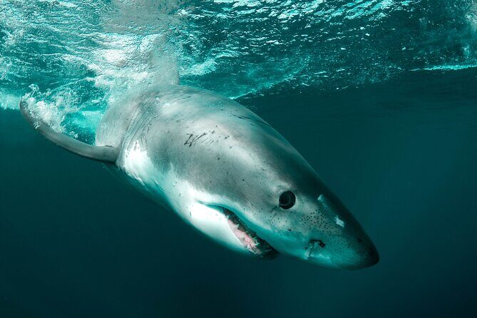Great White Sharks Topside in Monterey Bay - Who Will Love This Tour?