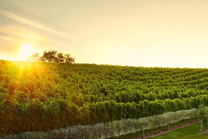 Great Wine Tour in Small Carpathian Hills - Key Points