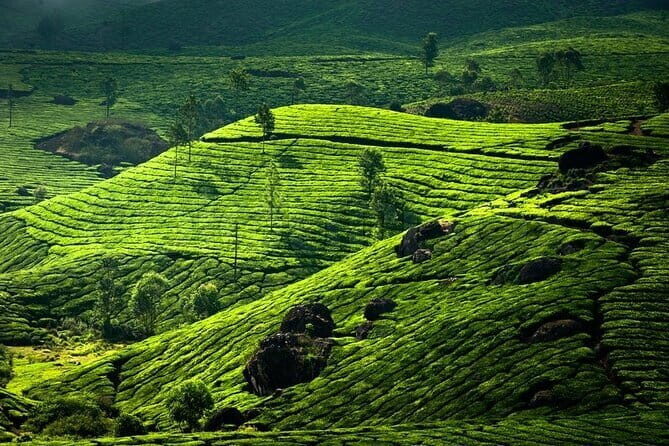 Greater Cochin : The Whole Cochin in 7 hrs. Free Pick & Drop. - FAQ