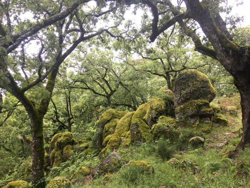 Gredos: Guided Hike in the Vettón Forest - Gredos: Guided Hike in the Vettón Forest – A Deep Dive