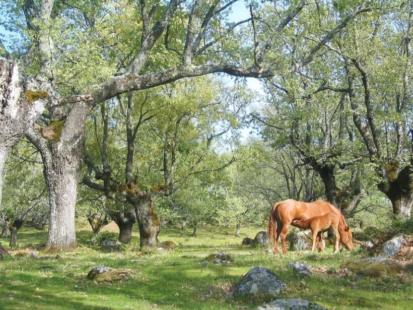 Gredos: Guided Hike in the Vettón Forest - An Introduction to the Tour