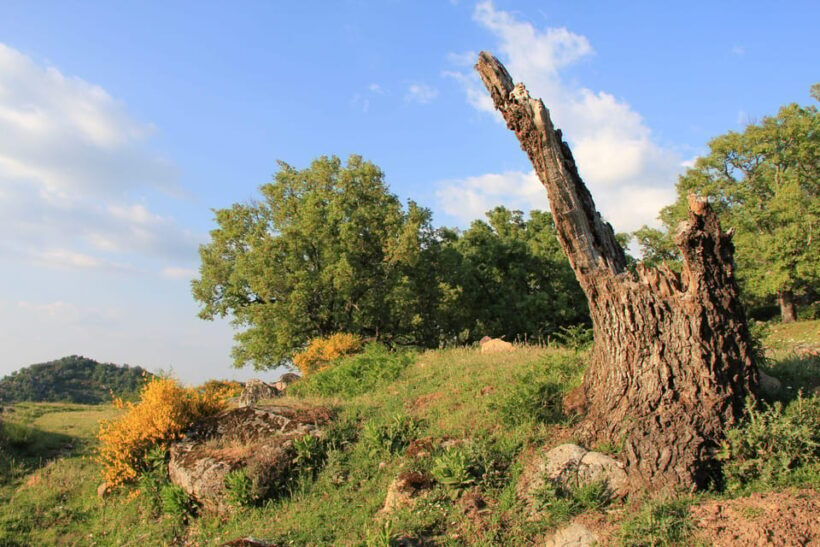 Gredos: Guided Hike in the Vettón Forest - FAQs