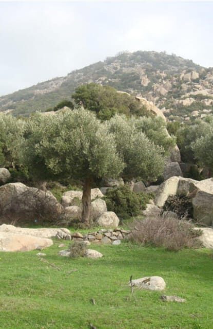 Greece: Private Olive Oil Tasting and Corinth Canal Tour - Key Points