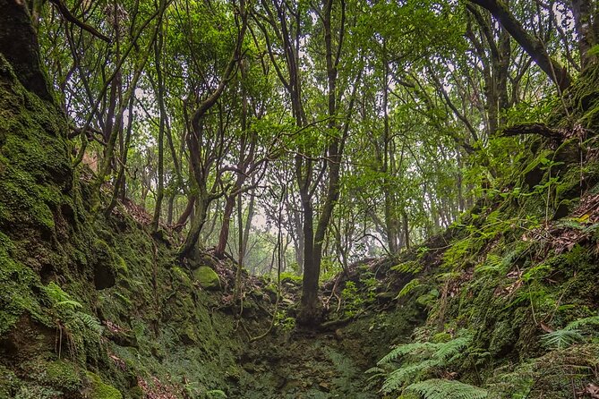 Green Cauldron Levadas Walk in Madeira - What to Expect on the Tour