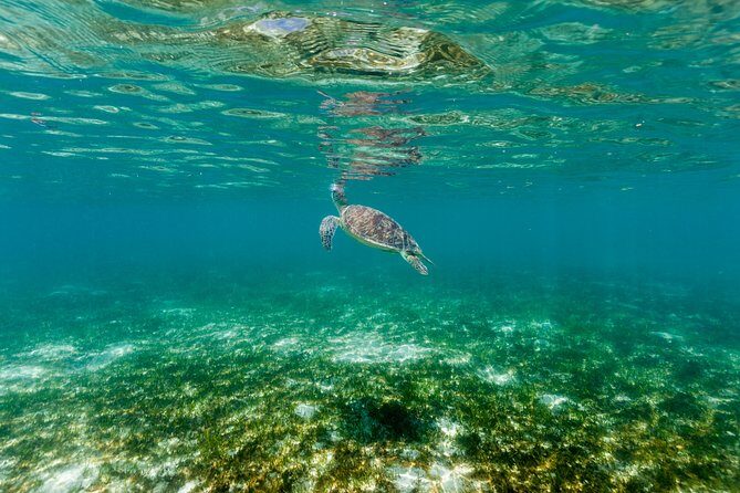 Green Island Day Trip from Cairns - FAQ