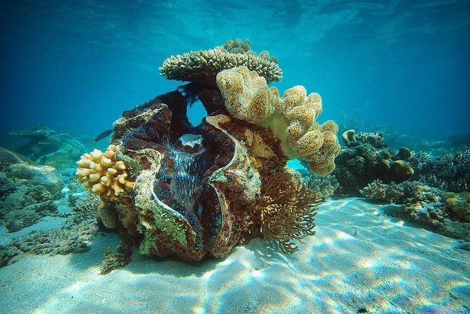Green Island Half-Day Trip from Cairns - The Experience from Reviews