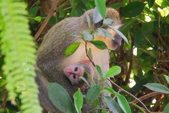 Green Monkey Time - Who Is This Tour Best For?