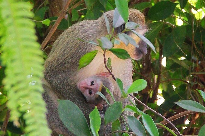 Green Monkey Time - FAQ: Your Questions Answered