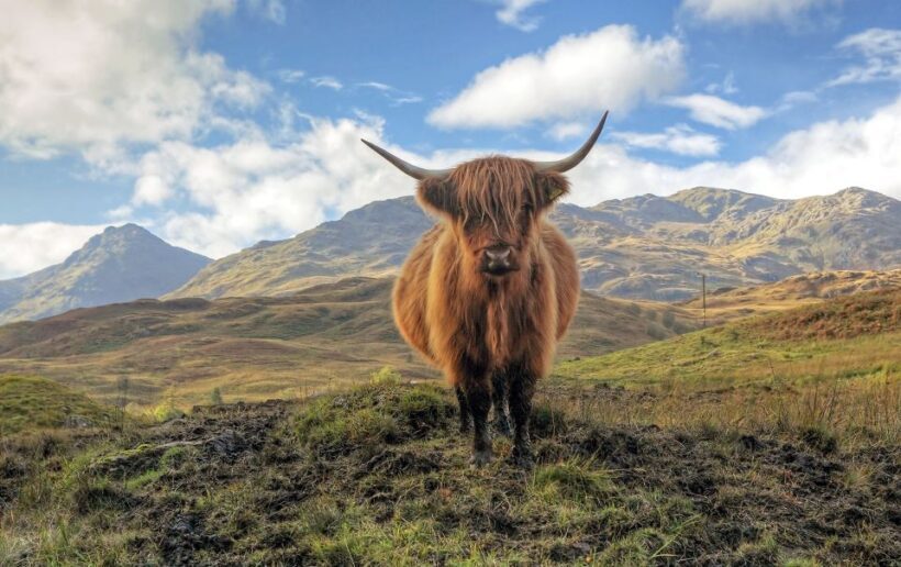 Greenock: Shore Excursion to Stirling Castle and Loch Lomond - Who Is This Tour Best For?