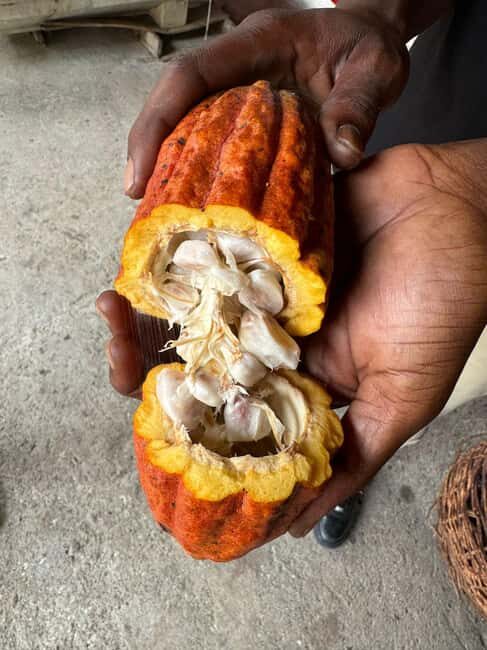 Grenada: Belmont Estate Tree to Bar Chocolate Workshop - Who Will Love This Tour?