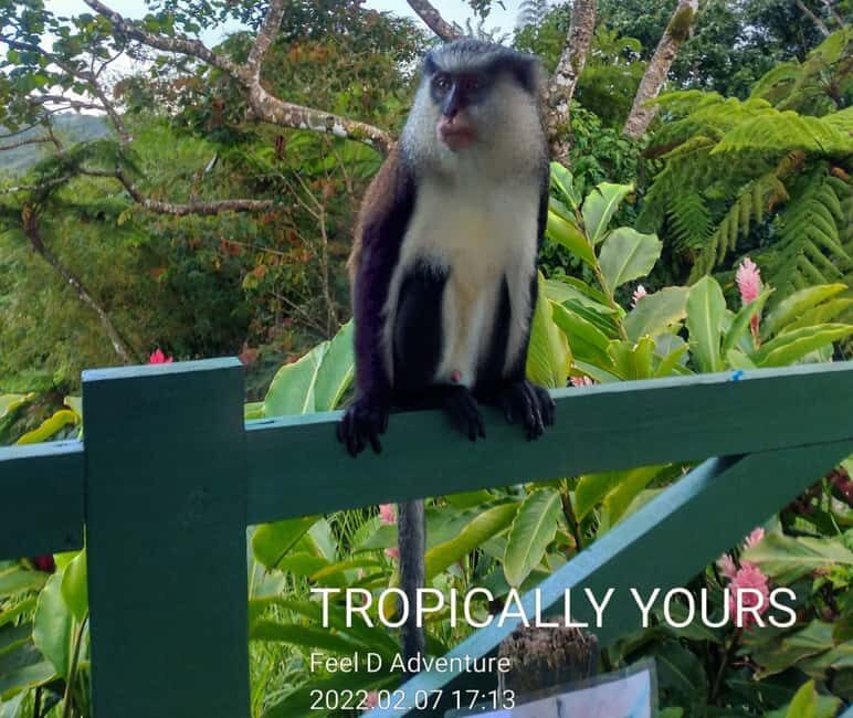 Grenada: Culture and Nature Island Tour with Chocolate & Rum - The Sum Up