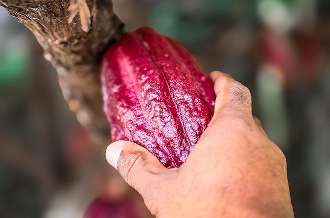 Grenada Half Day Tour: Fort, Spice, Falls, Chocolate & Lunch Stop - Frequently Asked Questions