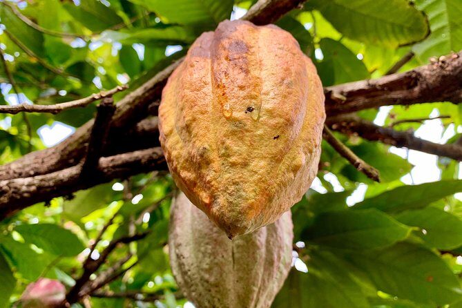 Grenada Herb & Spice Tour -Fort Frederick, Chocolate & Waterfalls - Introduction