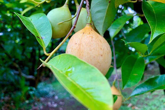 Grenada Herb & Spice Tour -Fort Frederick, Chocolate & Waterfalls - Who Will Love This Tour?